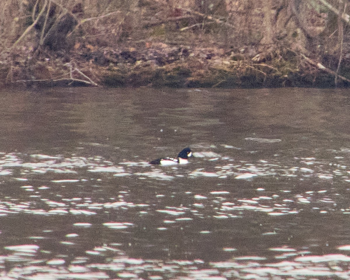 Pennsylvania Bird Atlas Checklist - 1 Feb 2024 - Nockamixon SP--Fishing Pier - 8 species