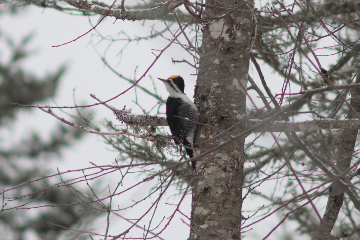 eBird Checklist - 1 Feb 2024 - McCormick Wilderness--White Deer Lake ...