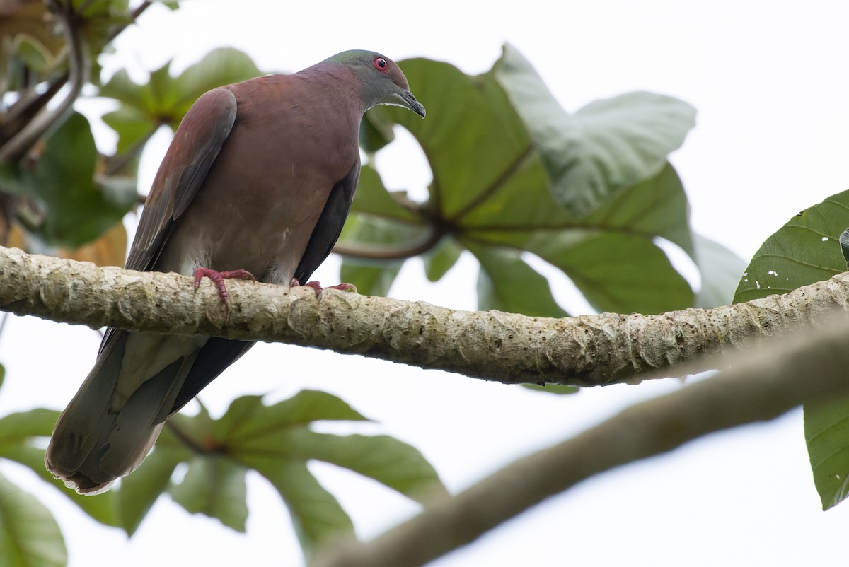 eBird Checklist - 29 Jan 2024 - Crooked Tree Wildlife Sanctuary--Bird's ...