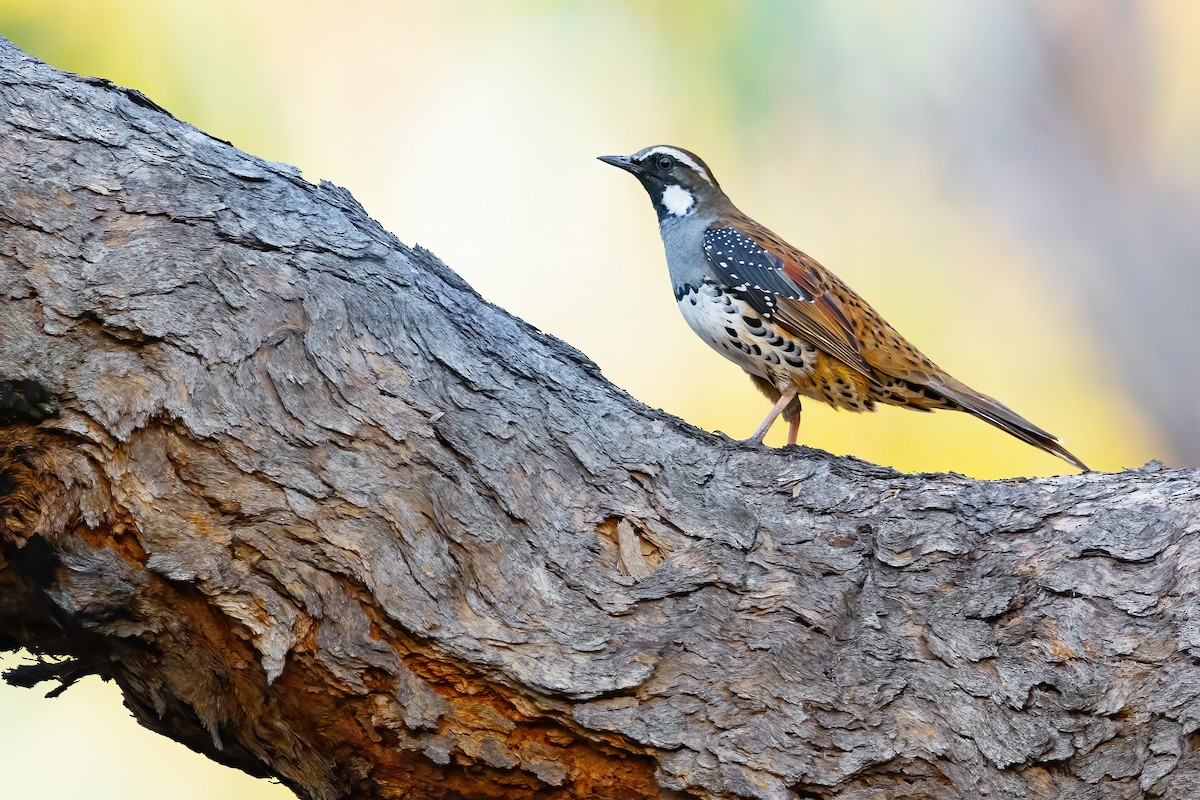 eBird Checklist - 2 Feb 2024 - Yengo National Park--Mogo Campground - 9 ...