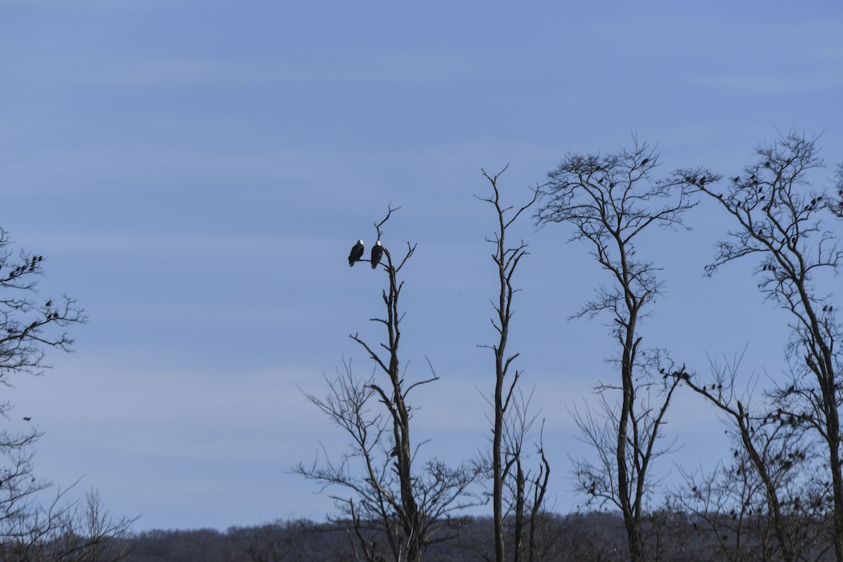 Pennsylvania Bird Atlas Checklist - 1 Feb 2024 - 4475 Huckleberry Highway, Berlin, Pennsylvania ...