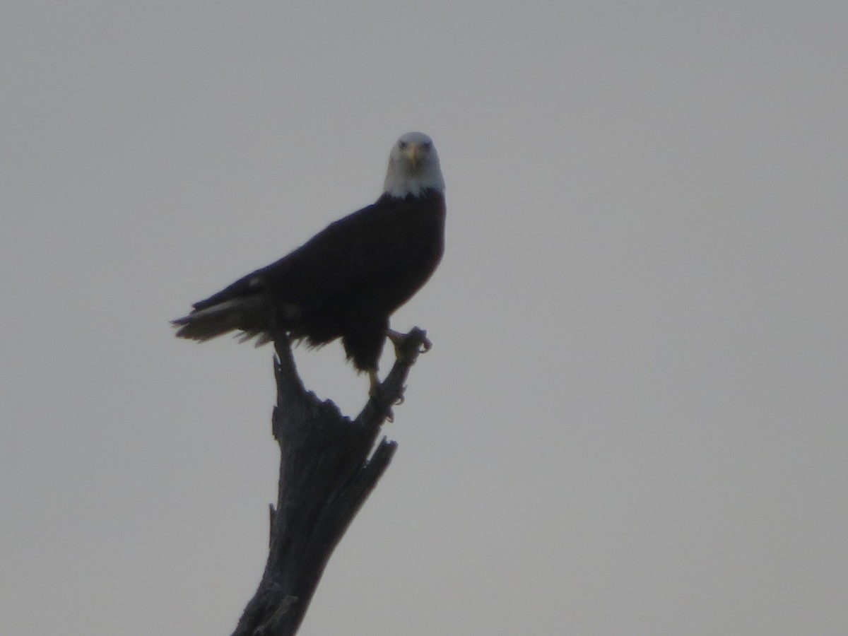 eBird Checklist - 1 Feb 2024 - Bystre Lake - 25 species