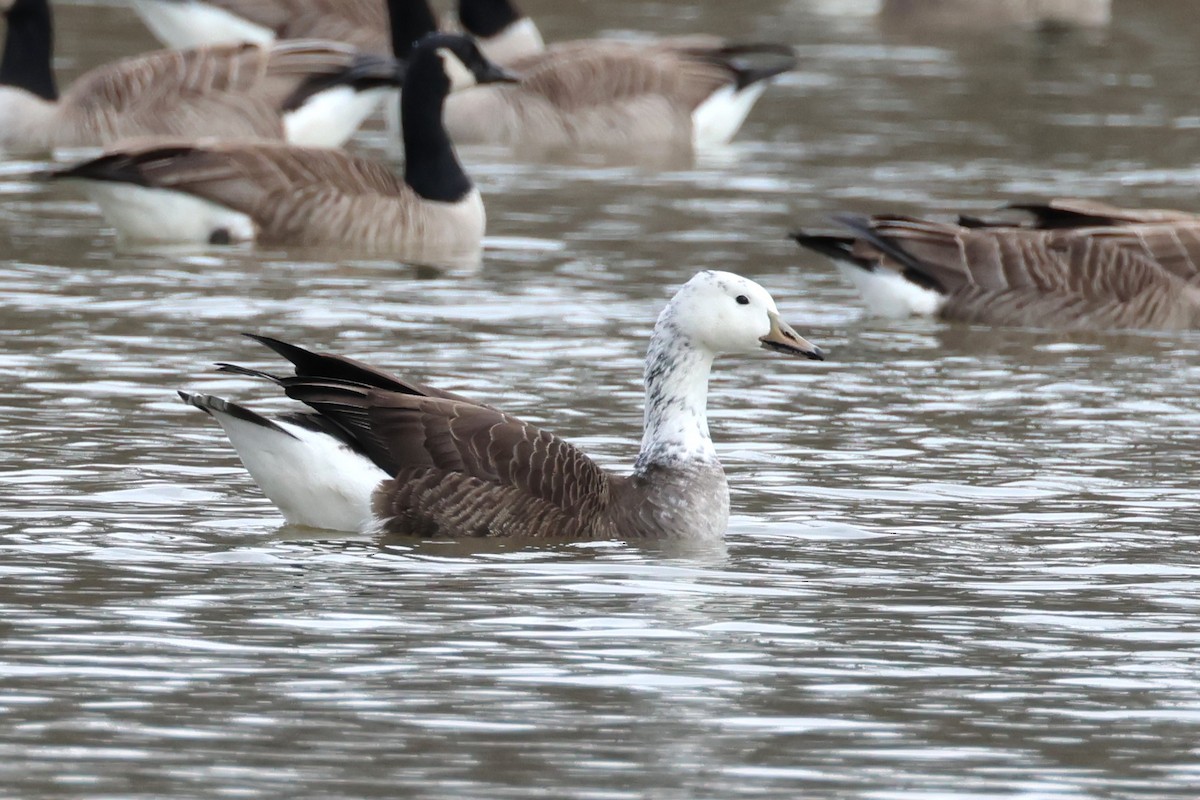 Pennsylvania Bird Atlas Checklist - 2 Feb 2024 - Gotwals Pond - 8 species (+1 other taxa)