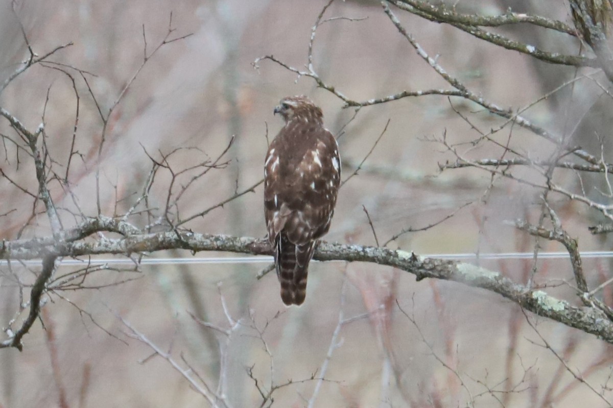 Pennsylvania Bird Atlas Checklist - 2 Feb 2024 - 399 Upper Georges Valley Rd, Spring Mills US-PA ...