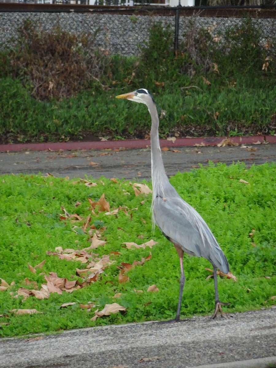 eBird Checklist - 1 Feb 2024 - Tar Pit Park - 7 species