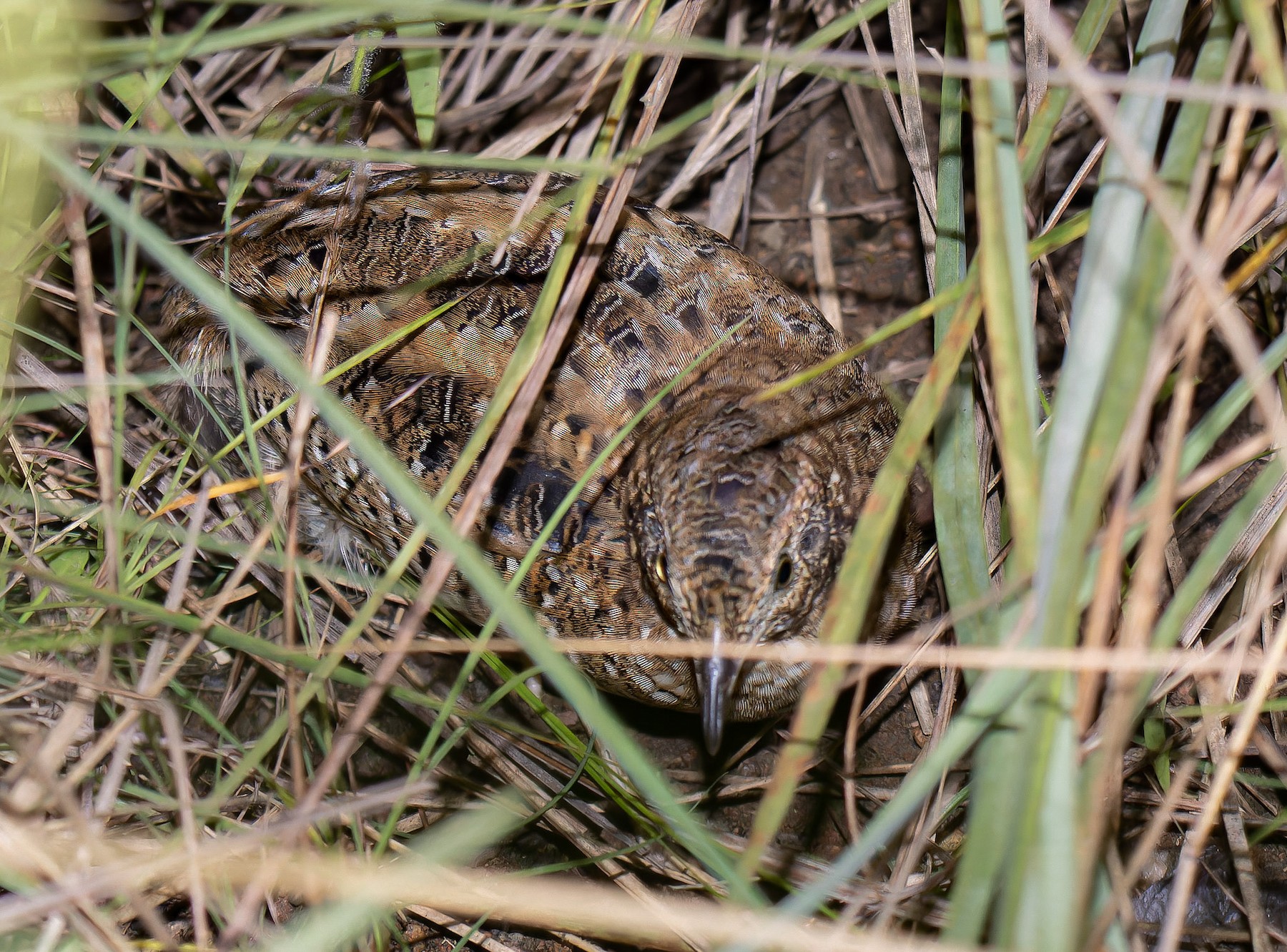 Dwarf Tinamou - eBird
