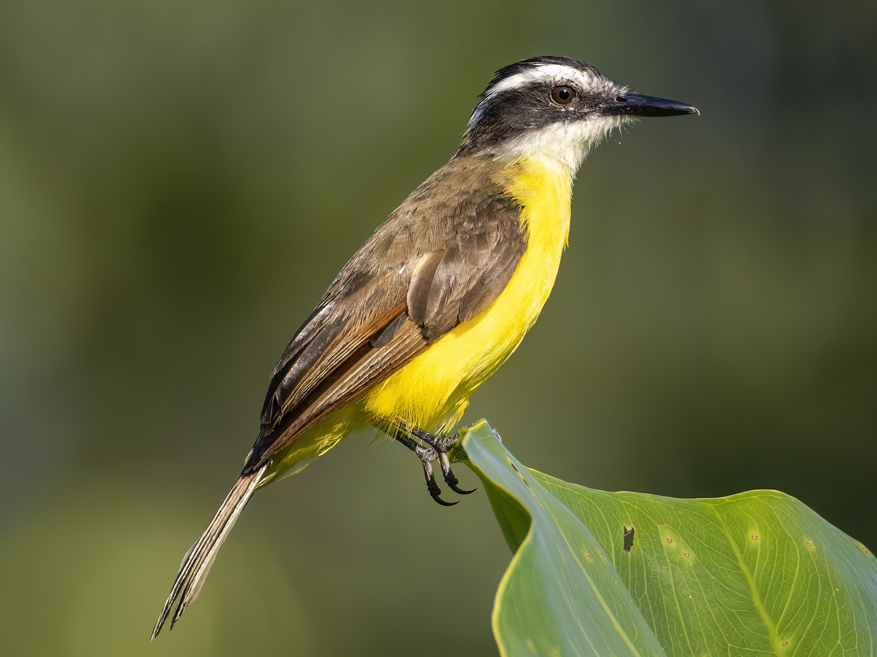Lesser Kiskadee - eBird