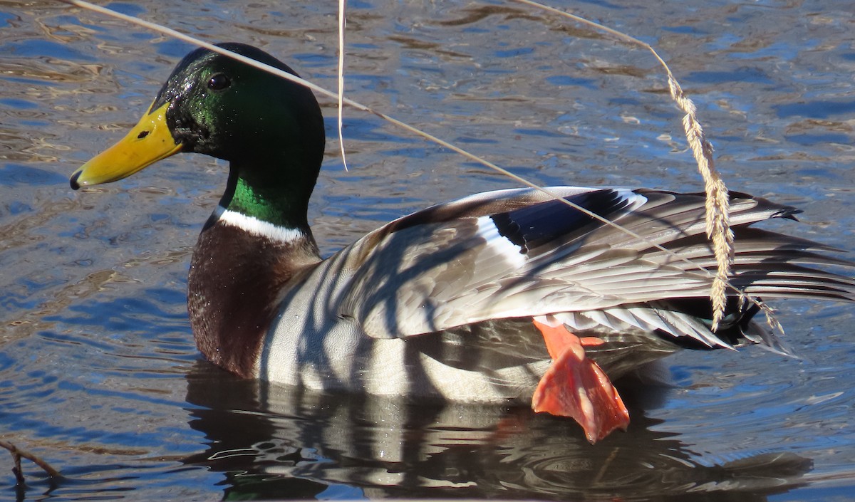 eBird Checklist - 1 Feb 2024 - Basalt River Park - 13 species