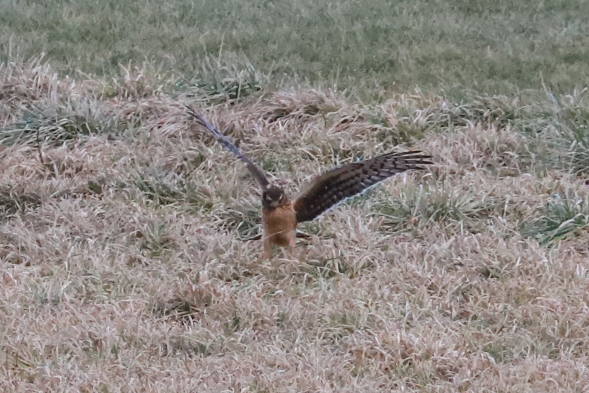 Pennsylvania Bird Atlas Checklist - 2 Feb 2024 - 406 Upper Georges Valley Rd, Spring Mills US-PA ...