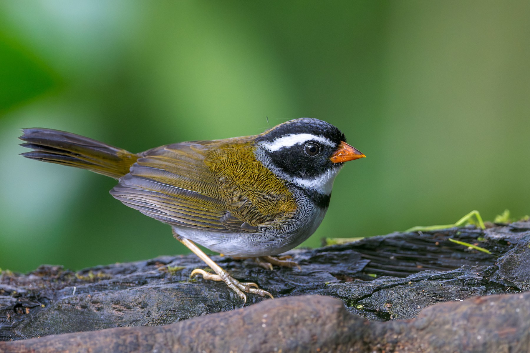 Orange-billed Sparrow (spectabilis) - eBird