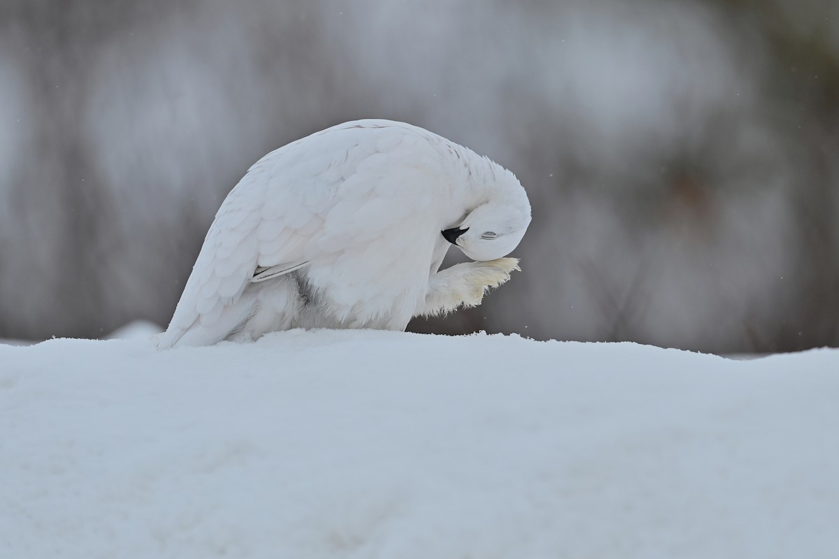 eBird Checklist - 27 Jan 2024 - Relais routier km 381 - 2 species