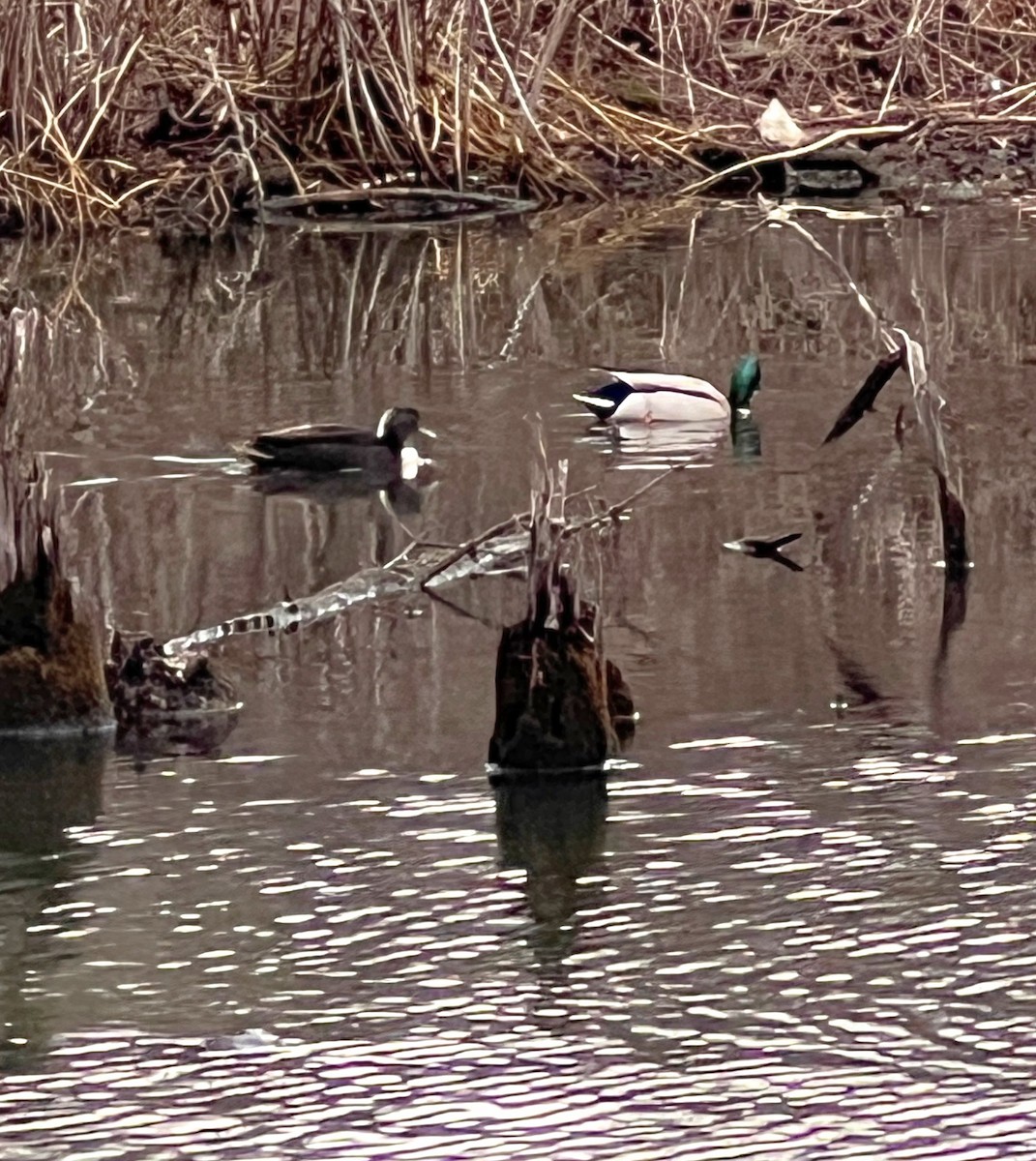 Pennsylvania Bird Atlas Checklist - 2 Feb 2024 - Wildwood Lake Park - 11 species