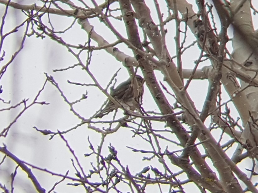 eBird Checklist - 2 Feb 2024 - Grand Pré National Historic Site - 21 ...