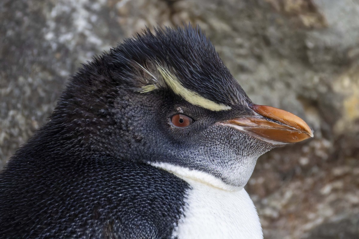 Southern Rockhopper Penguin (Eastern) - eBird
