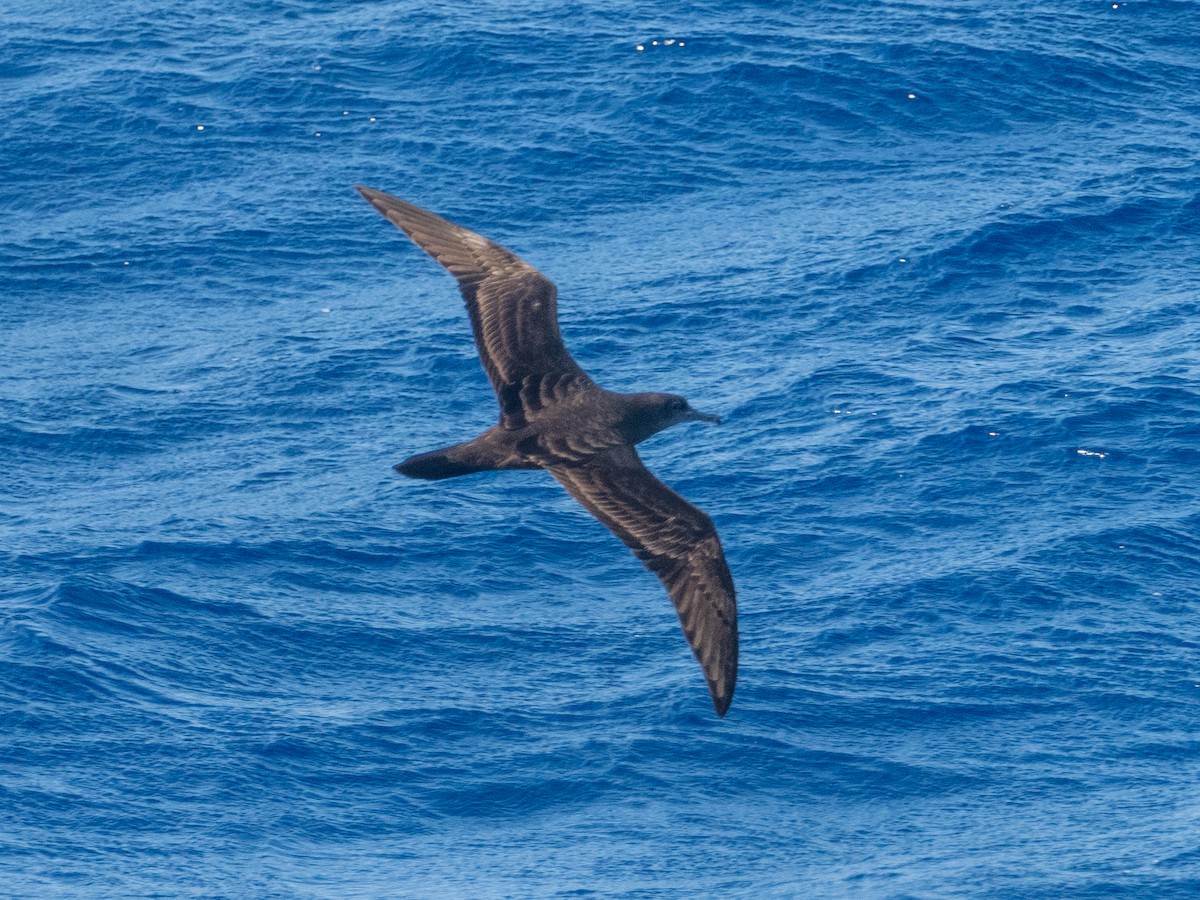 eBird Checklist - 3 Feb 2024 - Auto selected -32.87970, 171.91358 - 7 ...