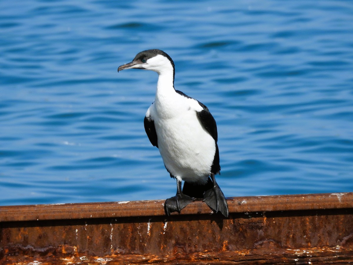 eBird Checklist - 29 Dec 2022 - Apollo Bay Fishermen's Co-Op - 1 species
