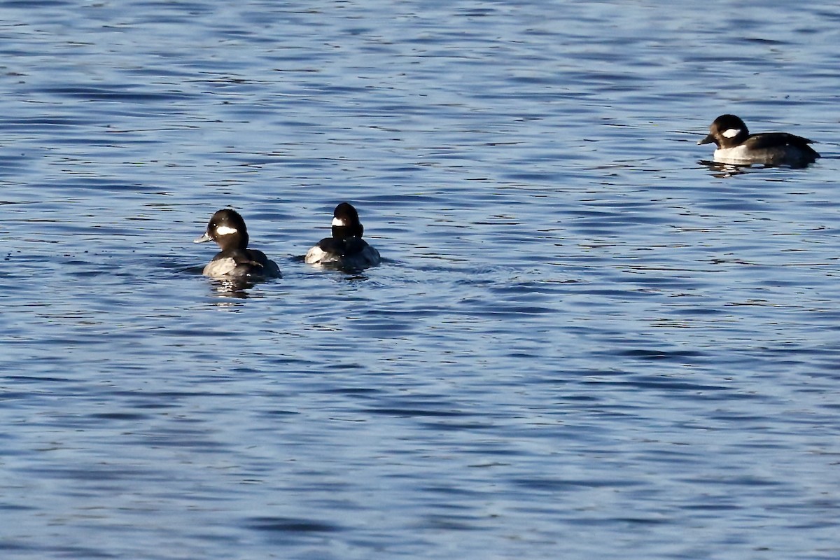 eBird Checklist - 1 Feb 2024 - Western Branch Reservoir - 24 species ...