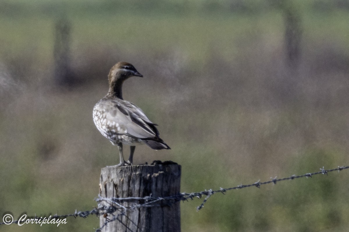 Queenslands Emblem Bird
