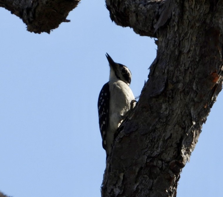 eBird Checklist - 3 Feb 2024 - Stumpers Grade Road, West Palm Beach ...