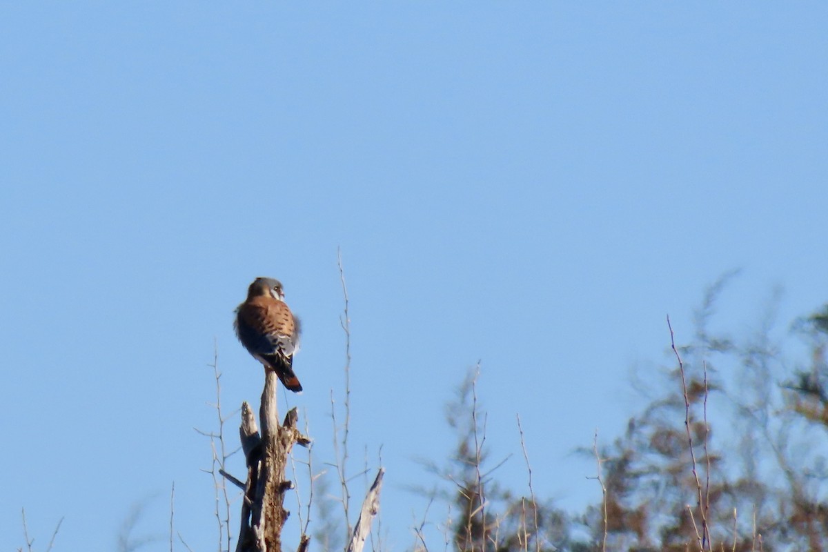 eBird Checklist - 3 Feb 2024 - Sully Woodlands - 34 species