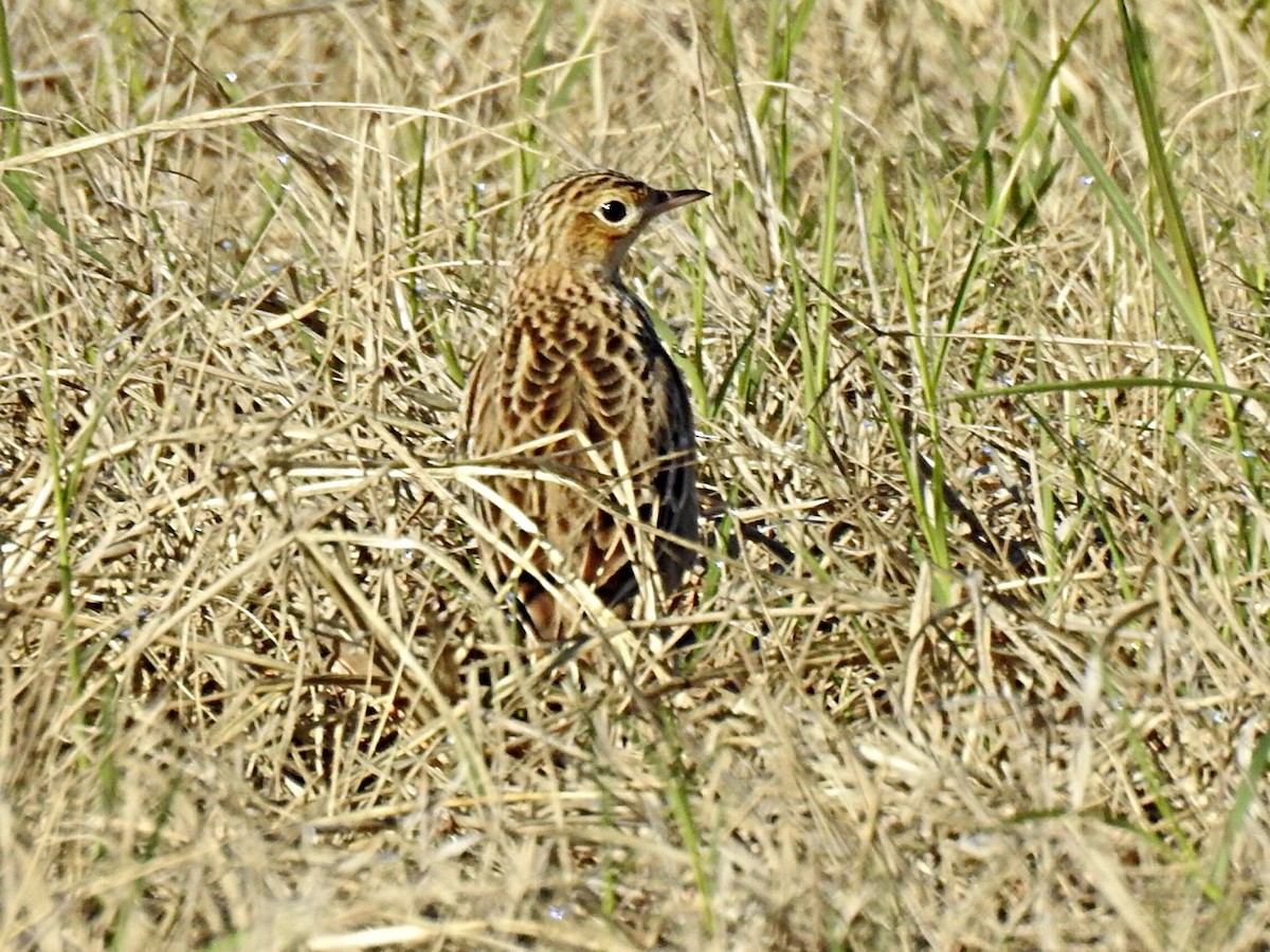 eBird Checklist - 3 Feb 2024 - SPPI spot - 9 species