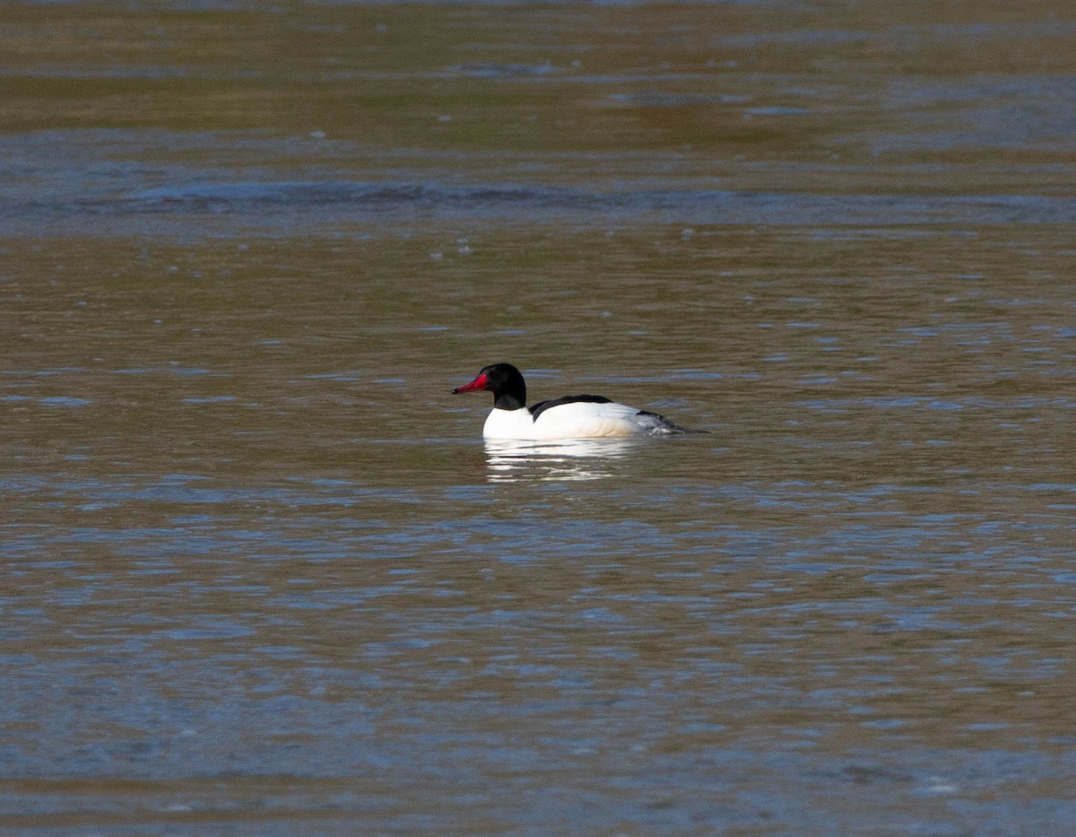 eBird Checklist - 3 Feb 2024 - Quarry Access Trail - 7 species