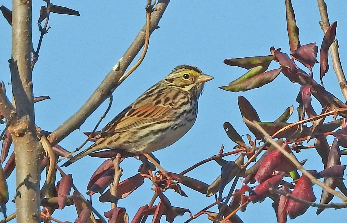 eBird Checklist - 3 Feb 2024 - Occoquan Bay NWR - 38 species (+1 other ...