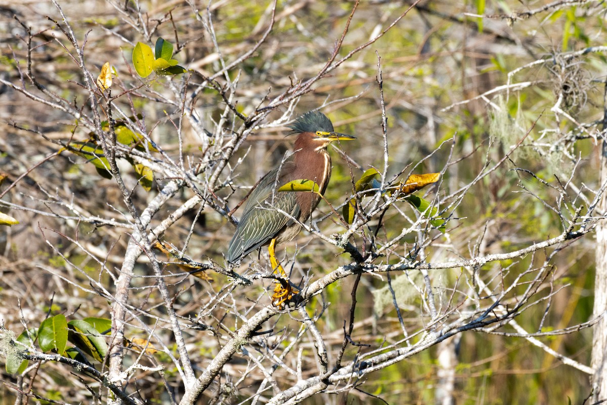 eBird Checklist - 3 Feb 2024 - Loxahatchee NWR - 42 species