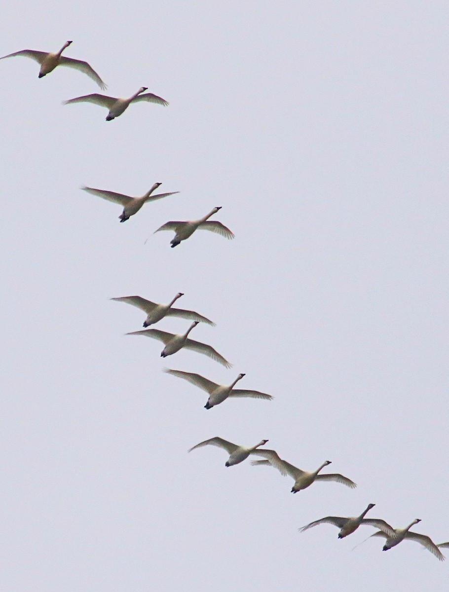 eBird Checklist - 3 Feb 2024 - Sarnia--Dow Wetlands - 17 species