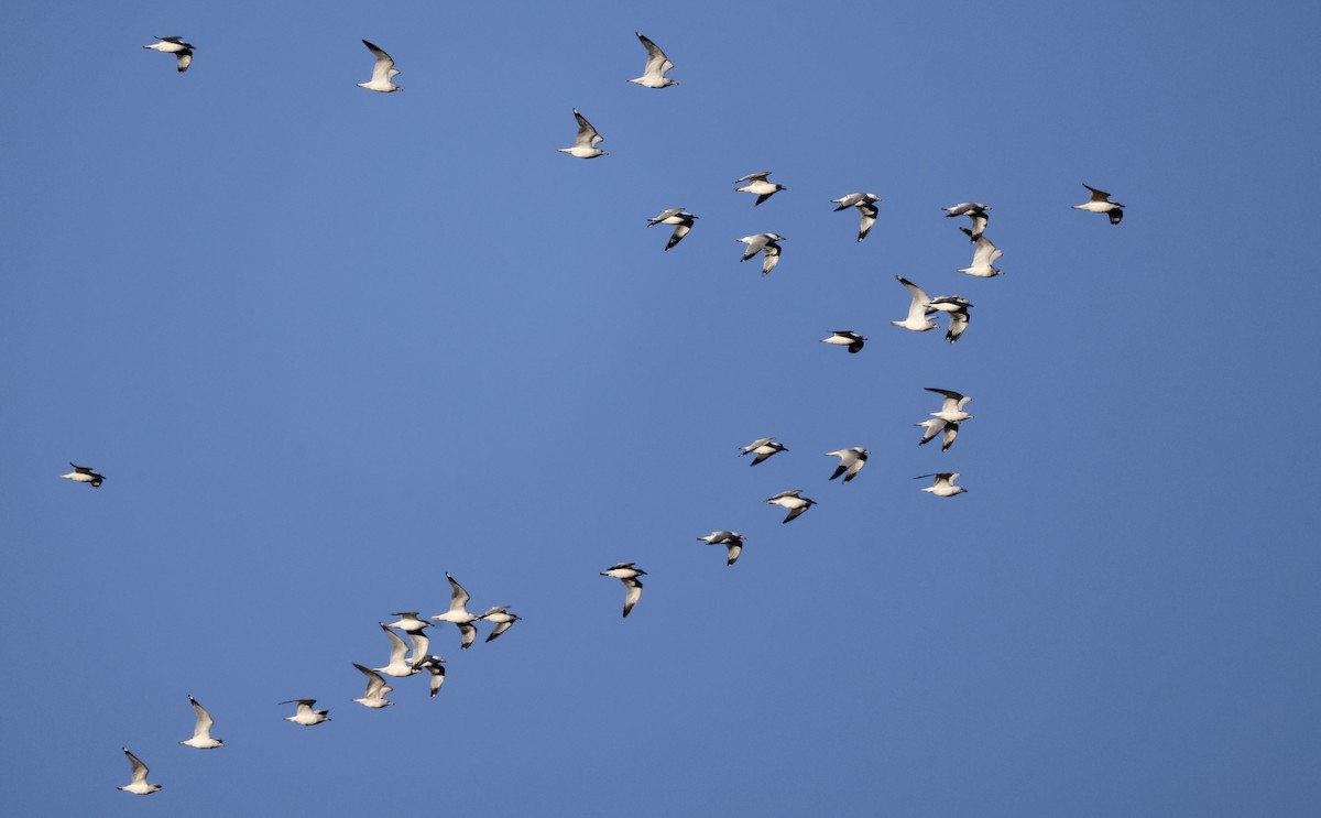 eBird Checklist - 3 Feb 2024 - Sully Woodlands - 32 species