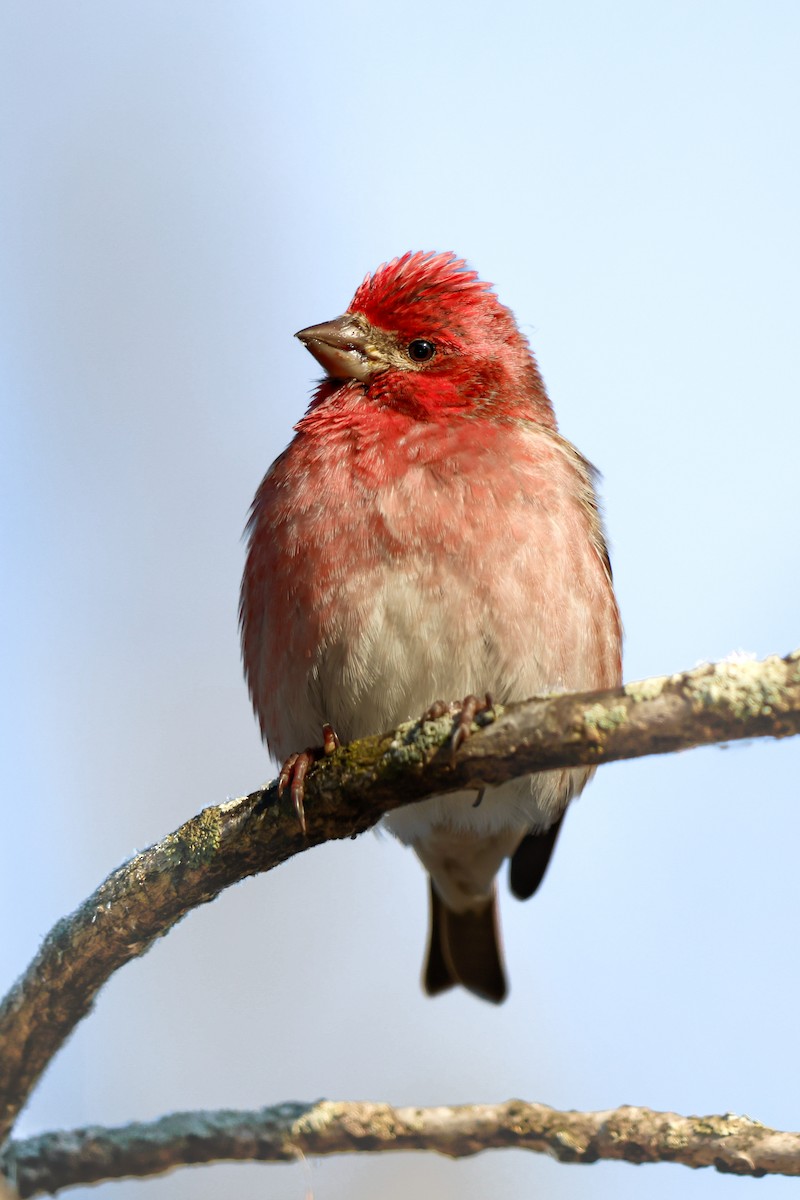 eBird Checklist - 3 Feb 2024 - Lake Saint Joseph - 18 species