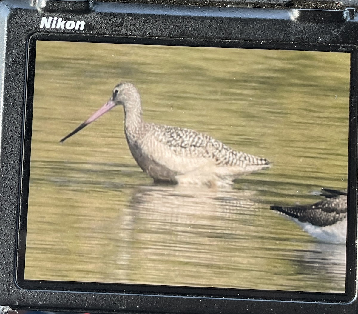eBird Checklist - 3 Feb 2024 - Big Talbot Island SP--Spoonbill Pond (includes parking & boat ...
