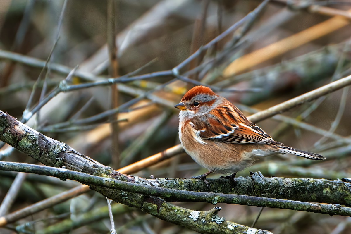 Pennsylvania Bird Atlas Checklist - 3 Feb 2024 - Gull Point Trail (PISP) - 18 species