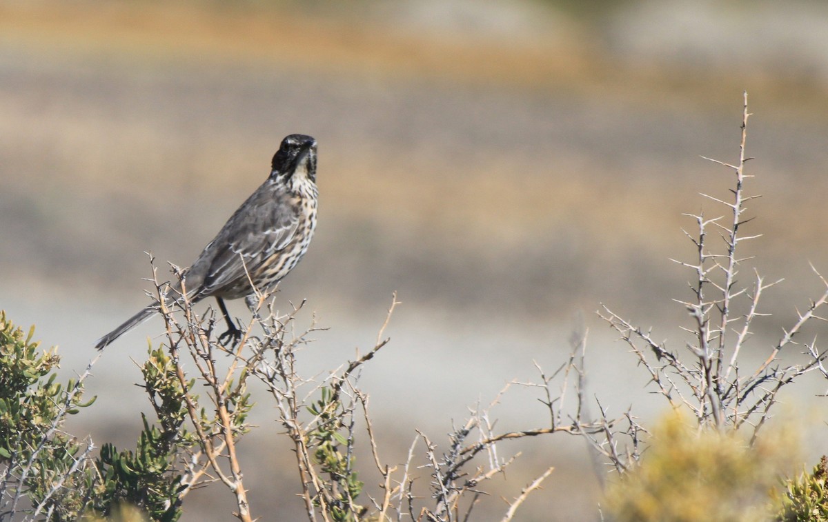 eBird Checklist - 2 Sep 2012 - Summer Lake Wildlife Area - 7 species