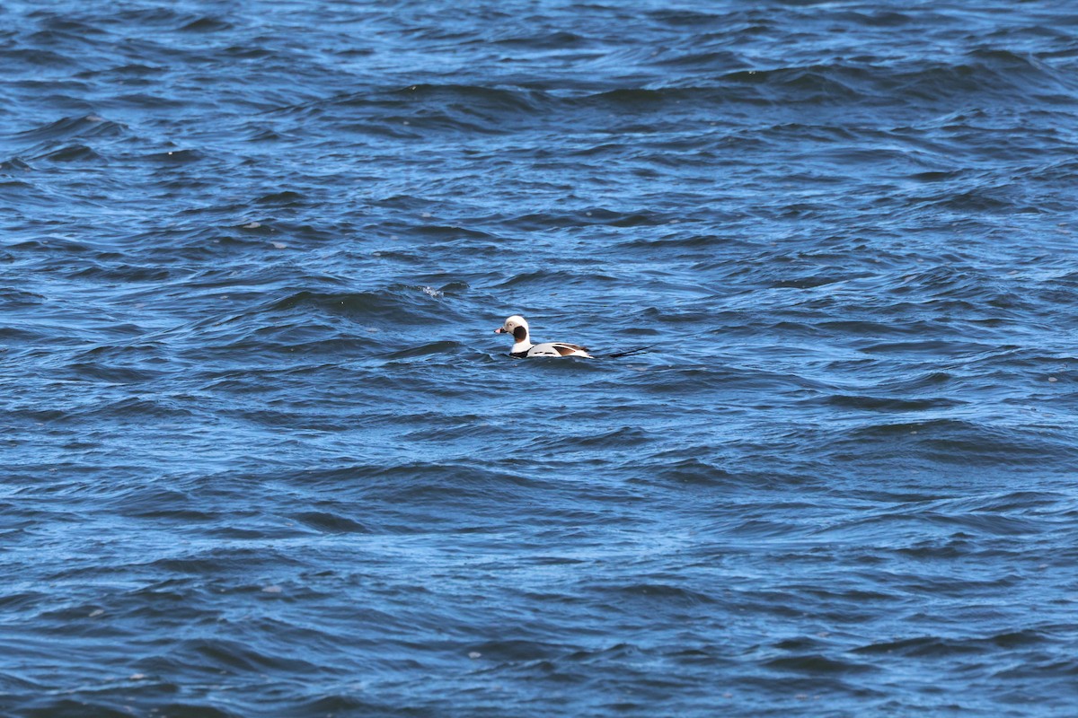 New York Breeding Bird Atlas Checklist - 3 Feb 2024 - Theodore ...