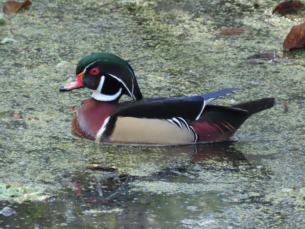 eBird Checklist - 3 Feb 2024 - Loxahatchee NWR - 34 species (+1 other taxa)