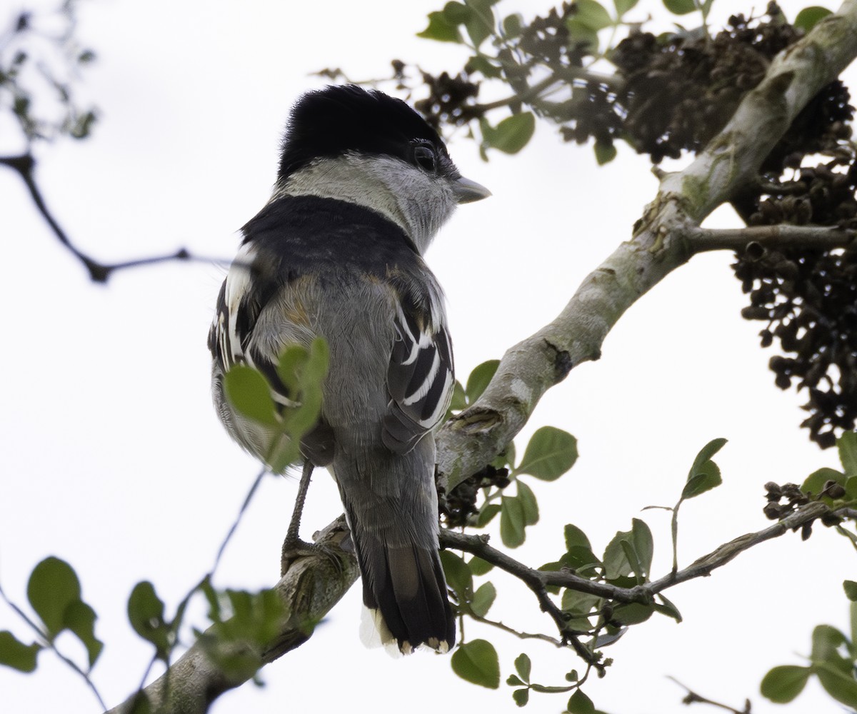 eBird Checklist - 3 Feb 2024 - Resaca de la Palma SP WBC (Brownsville ...