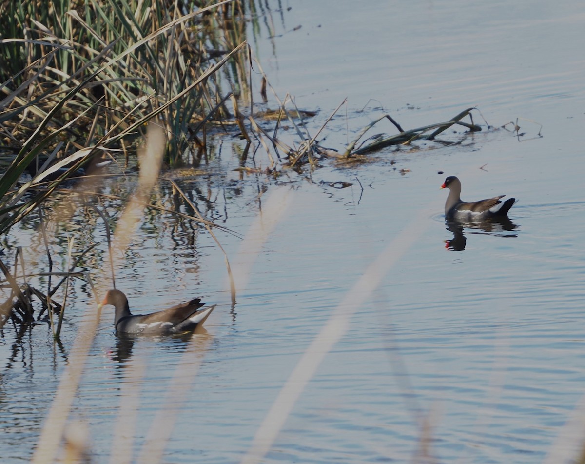 eBird Checklist - 27 Jan 2024 - Altamaha WMA--Butler Island - 30 species