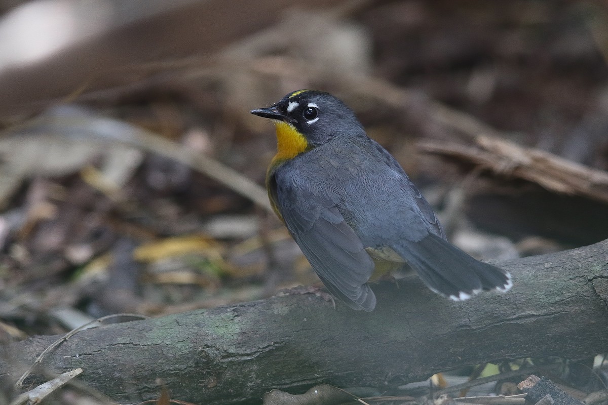eBird Checklist - 3 Feb 2024 - Univ. of Texas, RGV (Brownsville ...