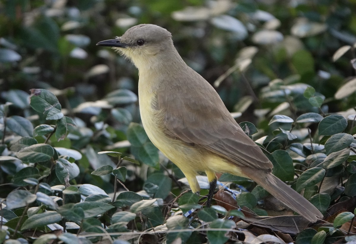 eBird Checklist - 3 Feb 2024 - North Chaparral at Schatzell area ...