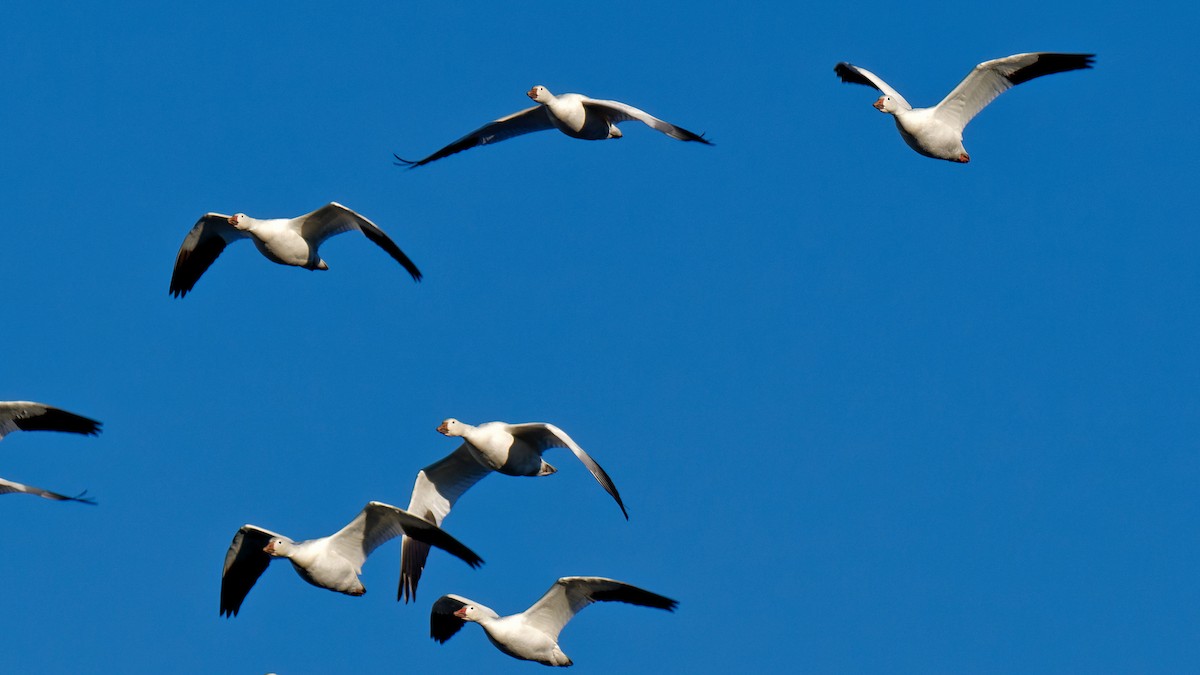 eBird Checklist - 3 Feb 2024 - Fogelsville Quarry - 12 species