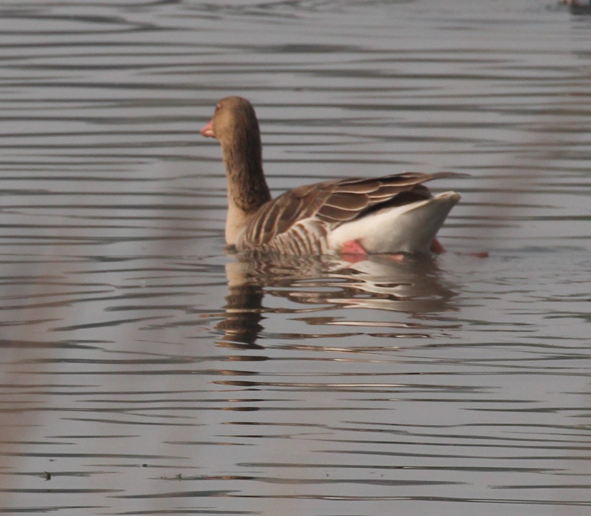 eBird Checklist - 4 Dec 2023 - Sultanpur National Park - 42 species