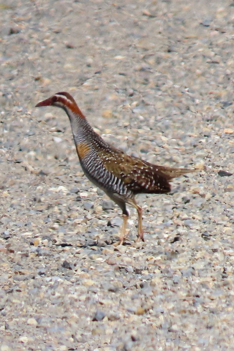 eBird Checklist - 4 Feb 2024 - 871 Dookie Rd - 22 species (+1 other taxa)
