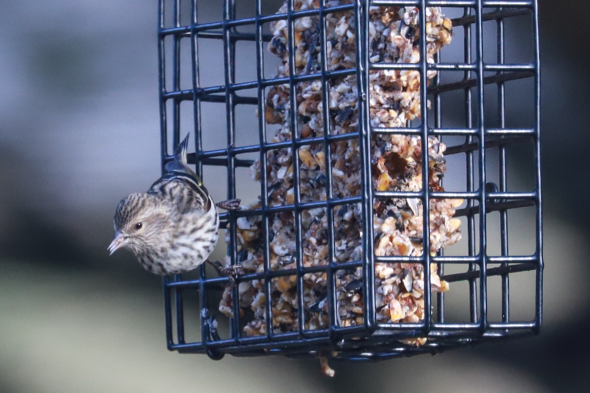 Pennsylvania Bird Atlas Checklist - 3 Feb 2024 - 399 Upper Georges Valley Rd, Spring Mills US-PA ...