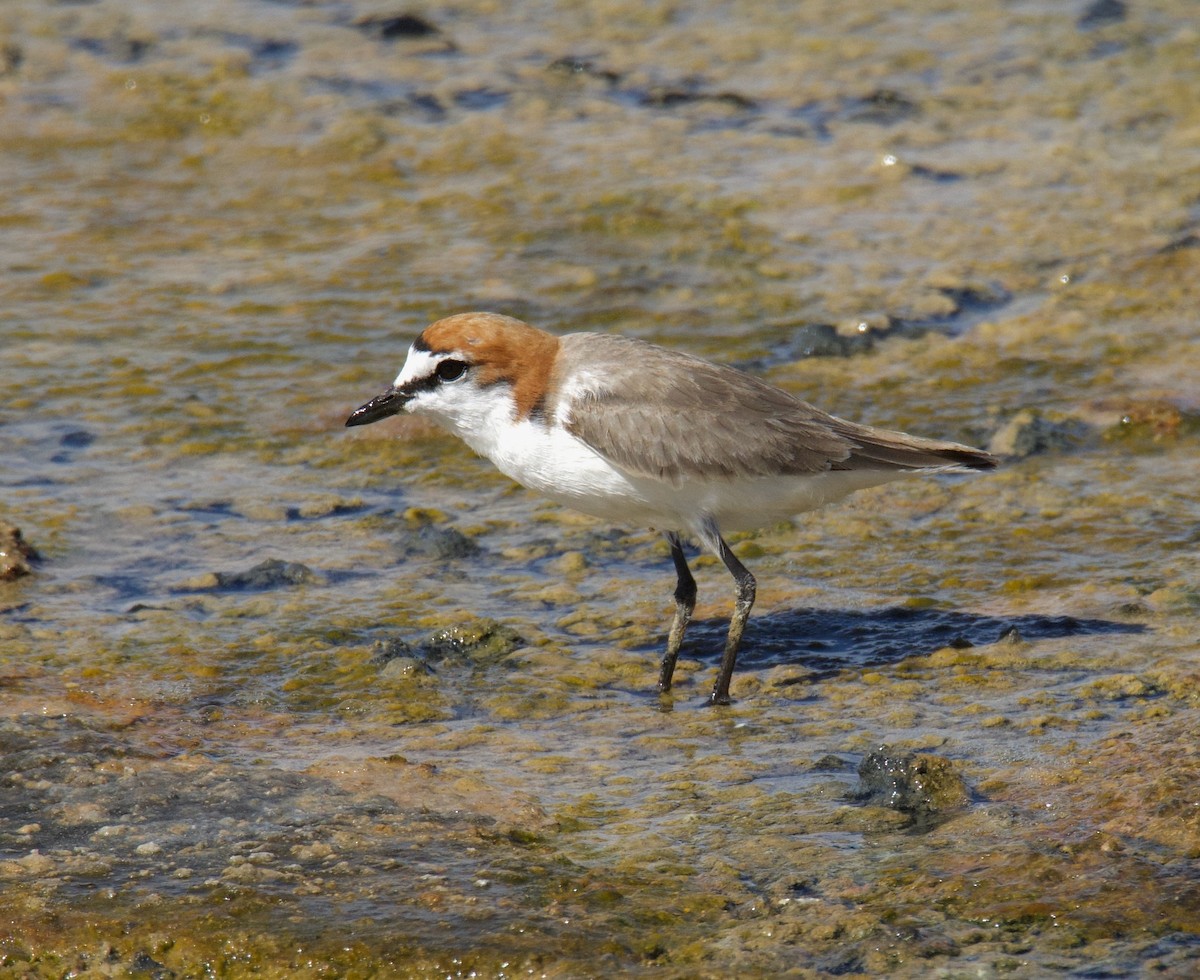 eBird Checklist - 3 Feb 2024 - Whyalla effluent ponds - 32 species