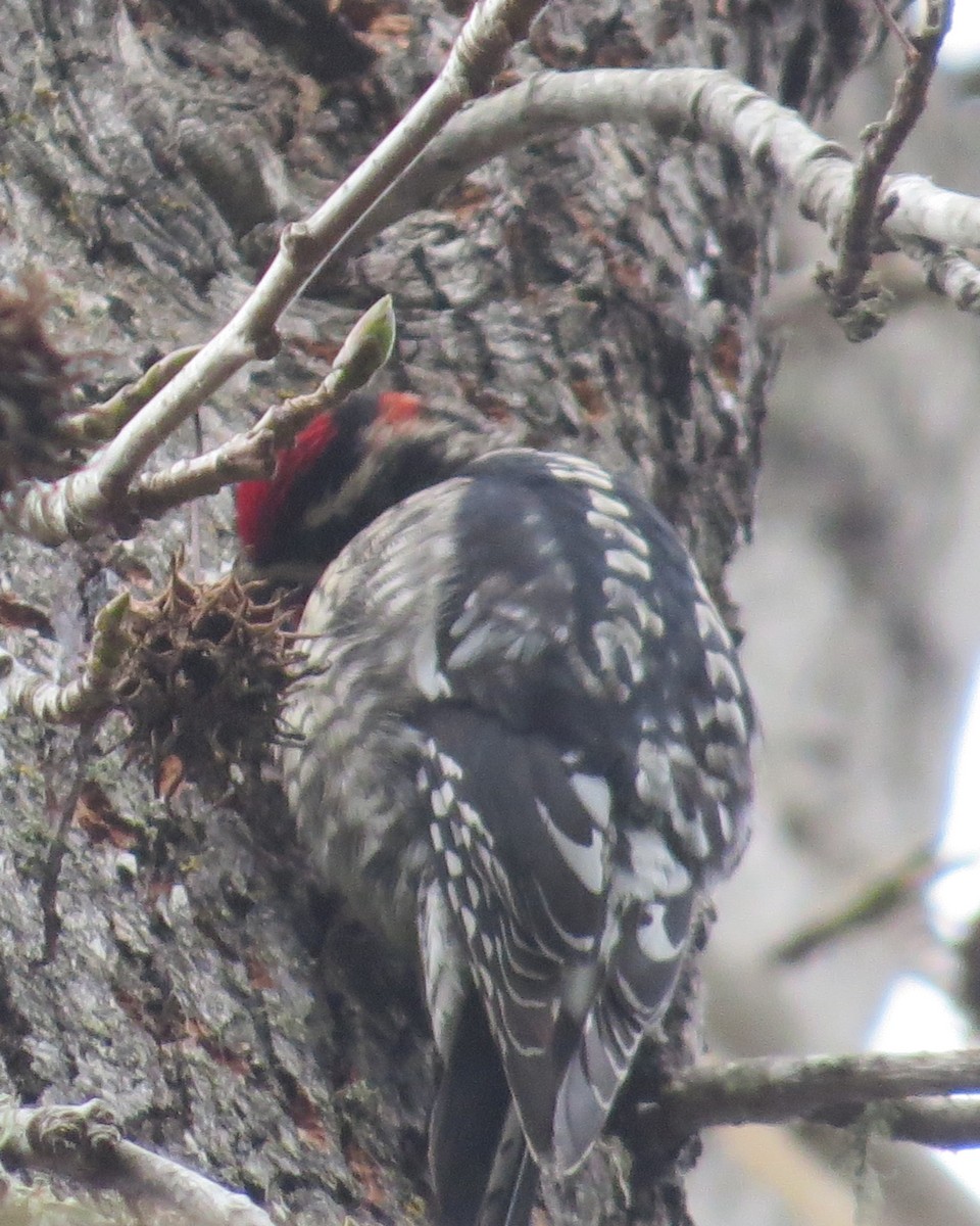 eBird Checklist - 3 Feb 2024 - Spring Lake Regional Park, Santa Rosa US ...