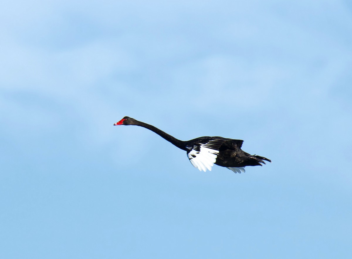 eBird Checklist - 4 Feb 2024 - Whyalla effluent ponds - 28 species