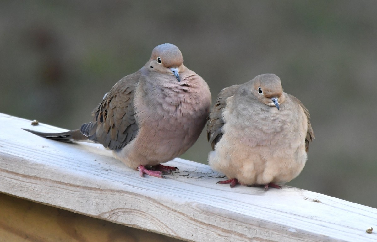 eBird Checklist - 3 Feb 2024 - Home, Kitty Hawk Bay Dr., Colington ...