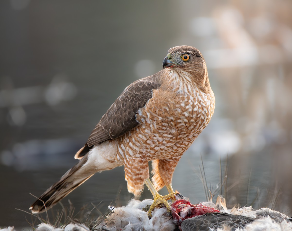Cooper's Hawk - Accipiter cooperii - Media Search - Macaulay Library ...