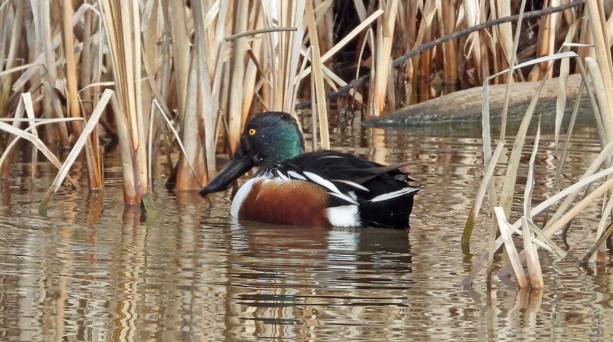eBird Checklist - 3 Feb 2024 - Reifel Bird Sanctuary - 33 species